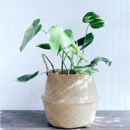 Wicker Planter Basket 7881585000522 – Pebble Frog